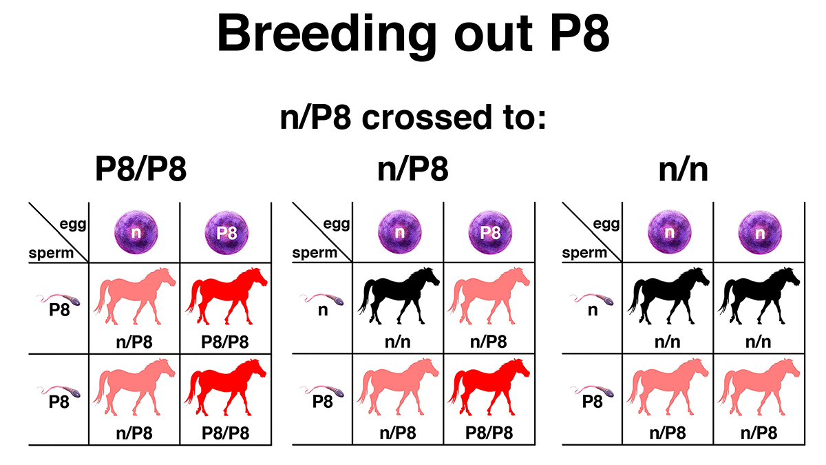 Genetic Basis of Exercise Intolerance in Arabians – EquiSeq