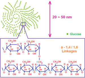 Polysaccharide Storage Myopathy type 1 (PSSM1) – EquiSeq