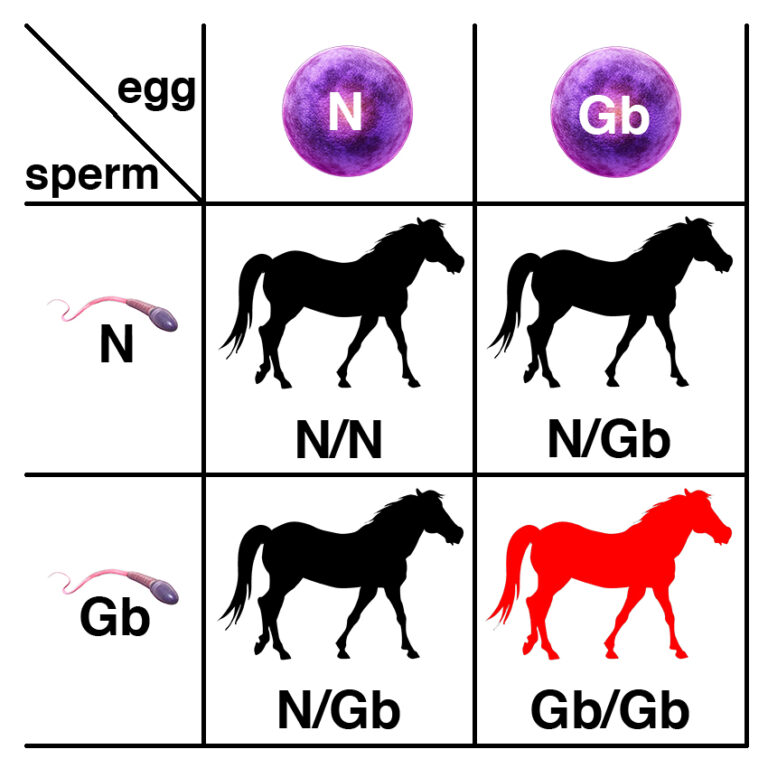 Glycogen Branching Enzyme Deficiency (GBED) – EquiSeq