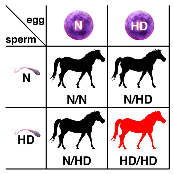 Hoof Wall Separation Disease (HWSD) – EquiSeq